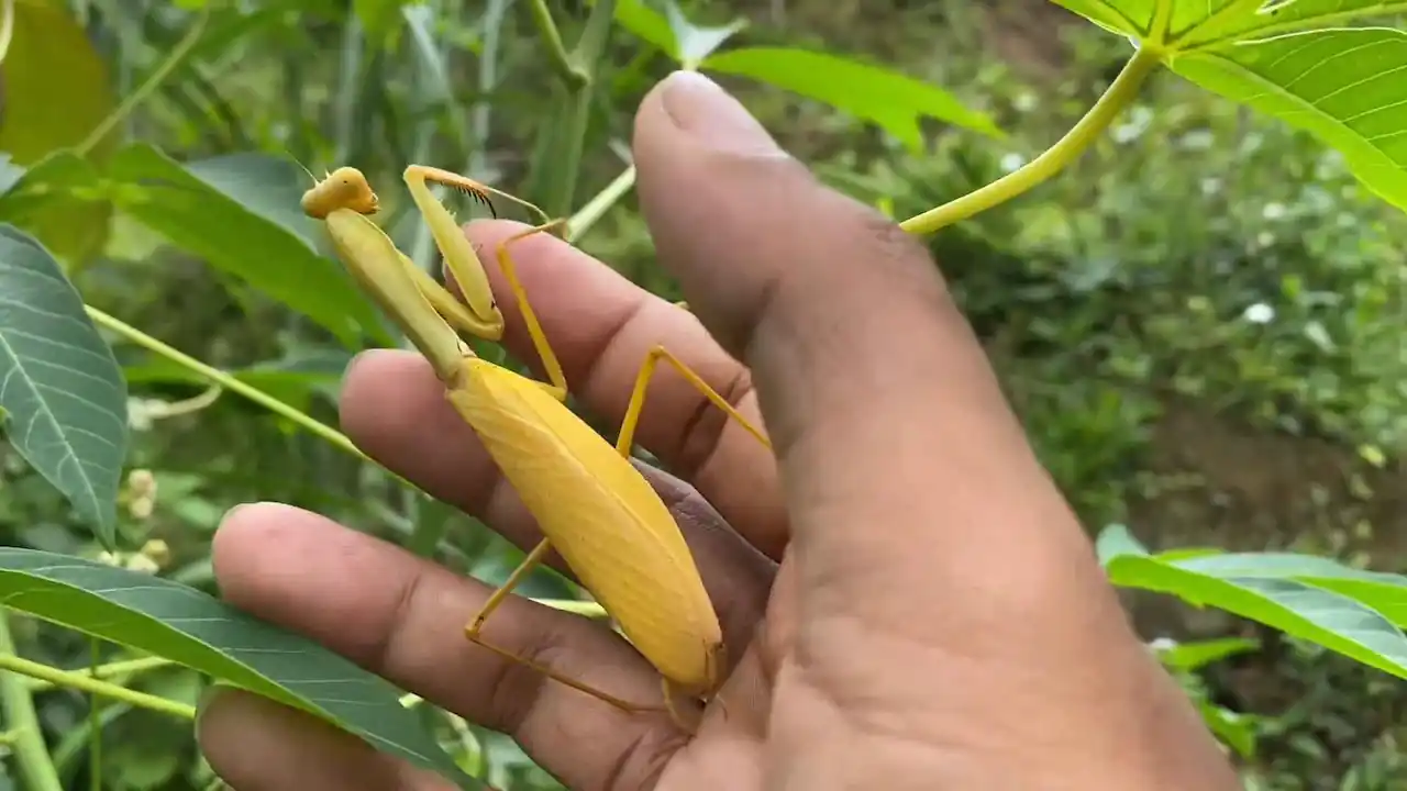 Descubre el hábitat natural de la mantis religiosa - You For Animal
