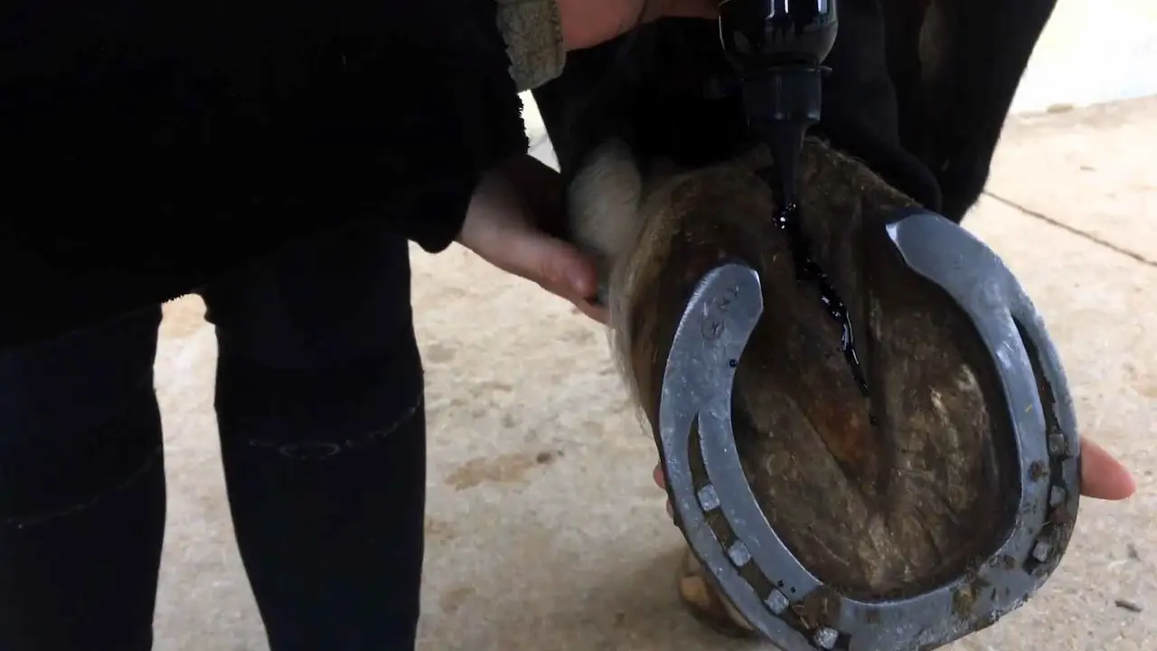 ¿Por qué herrar un caballo es importante para su salud? - You For Animal