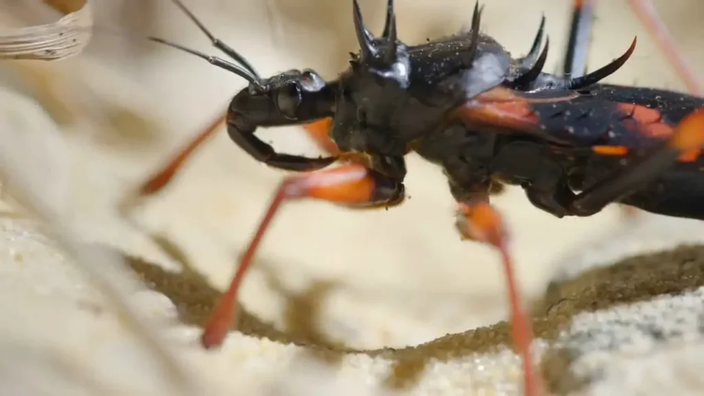 El insecto más peligroso del mundo y su impacto sanitario - You For Animal