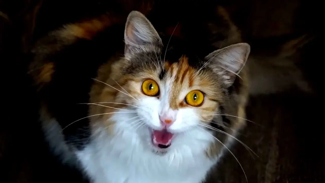 ¿Por qué mi gato maúlla tanto por la noche en etología felina - You For ...