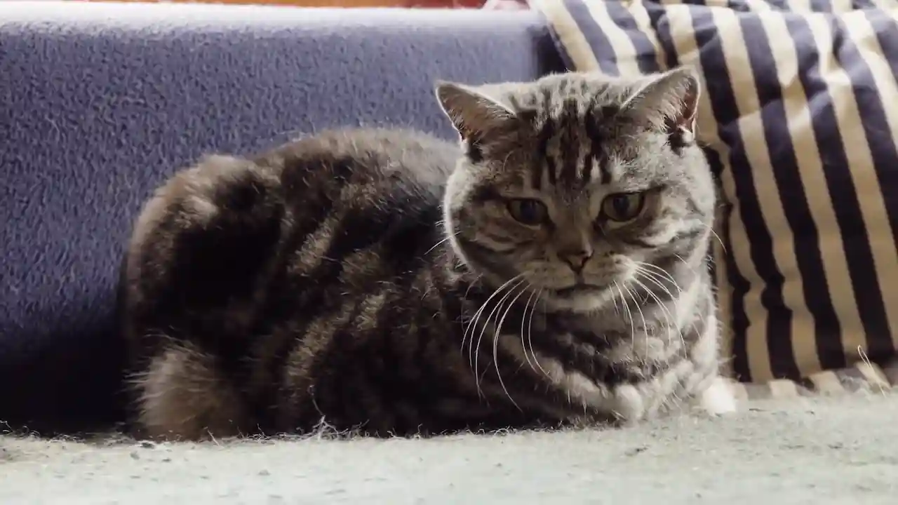 ¿Cómo evitar que tu gato se escape de casa? Causas y soluciones - You ...