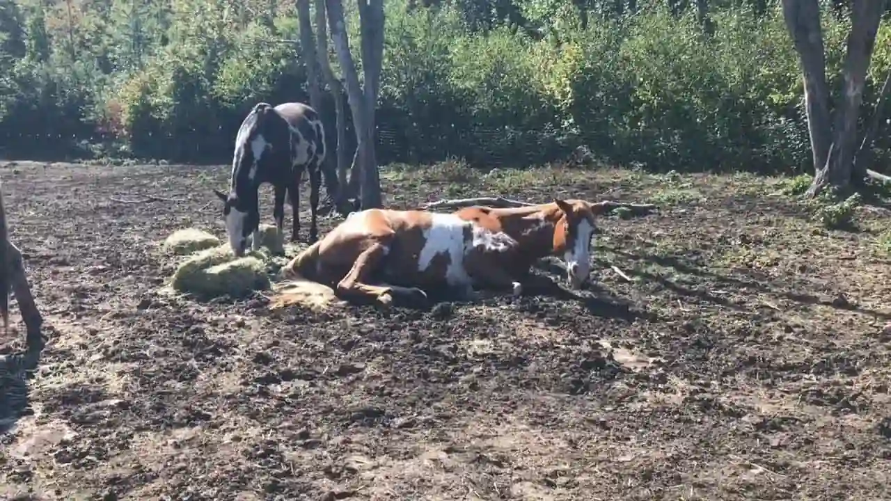 ¿Qué le doy a un caballo si tiene cólicos estomacales? - You For Animal