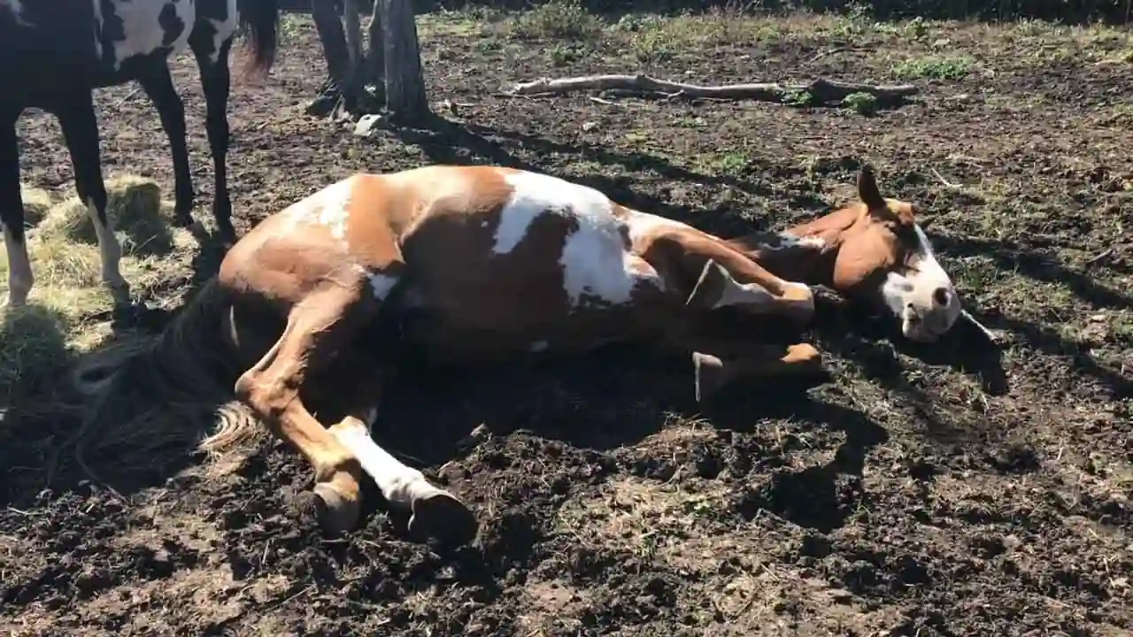 ¿Qué le doy a un caballo si tiene cólicos estomacales? - You For Animal